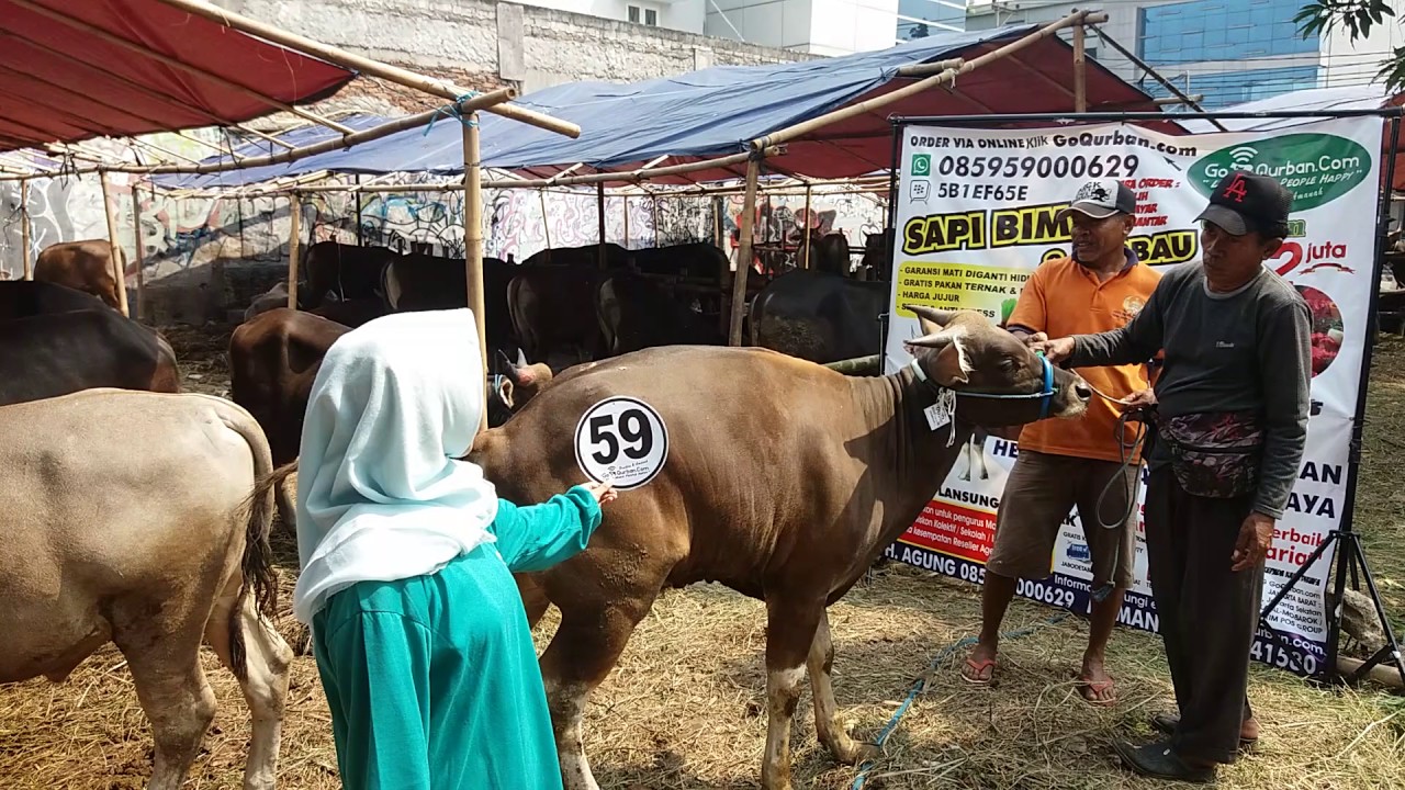 Sapi Bima Qurban 2017 Kode : 59 Rp.17,5jt GoQurban.com - YouTube