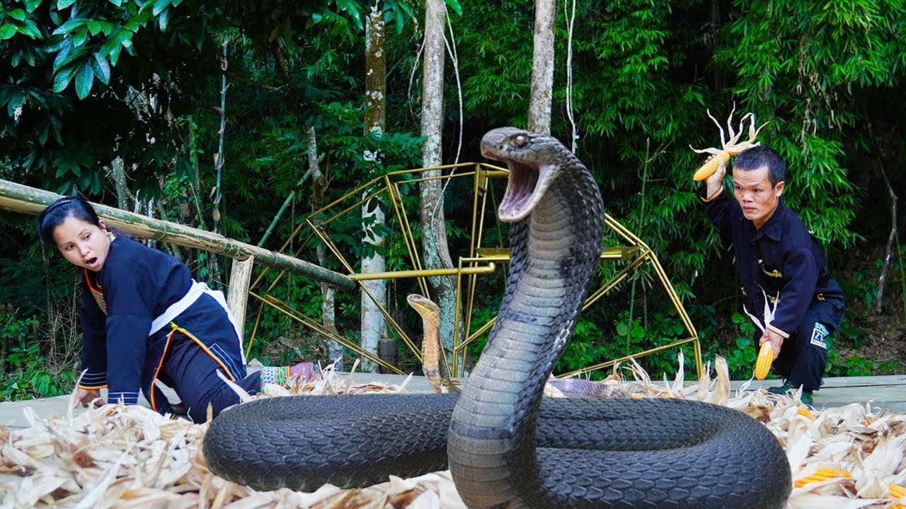 Terrifying Moment: Dwarf Family Harvesting Corn Face a Giant Python in ...