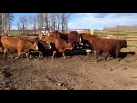 Don & Mike Petersen Angus/Simmental X Bred Heifers