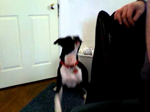 Pitbull Terrier Barking Viscously - YouTube