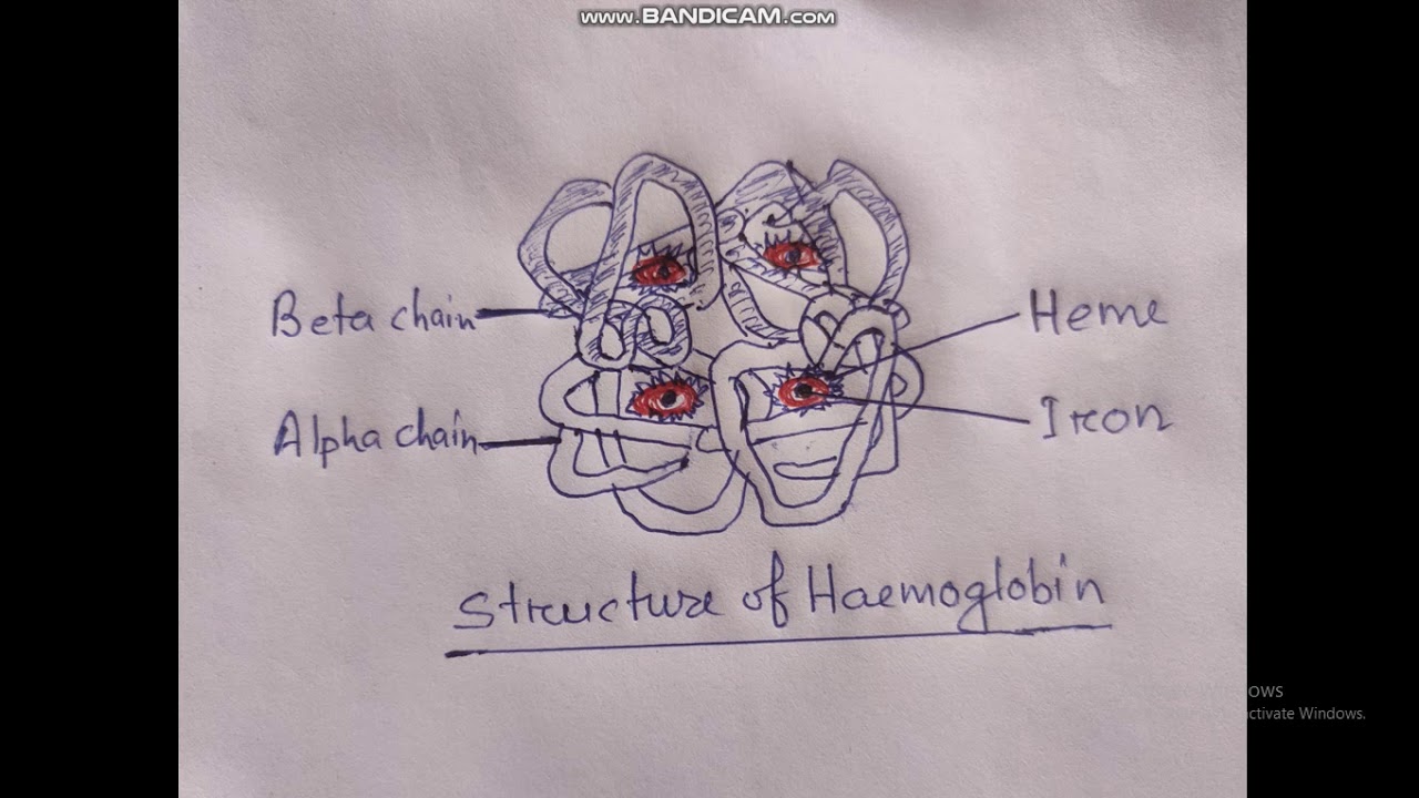 Structure of Haemoglobin - YouTube