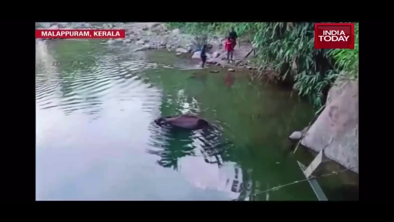 Kerala Elephant sad status - YouTube