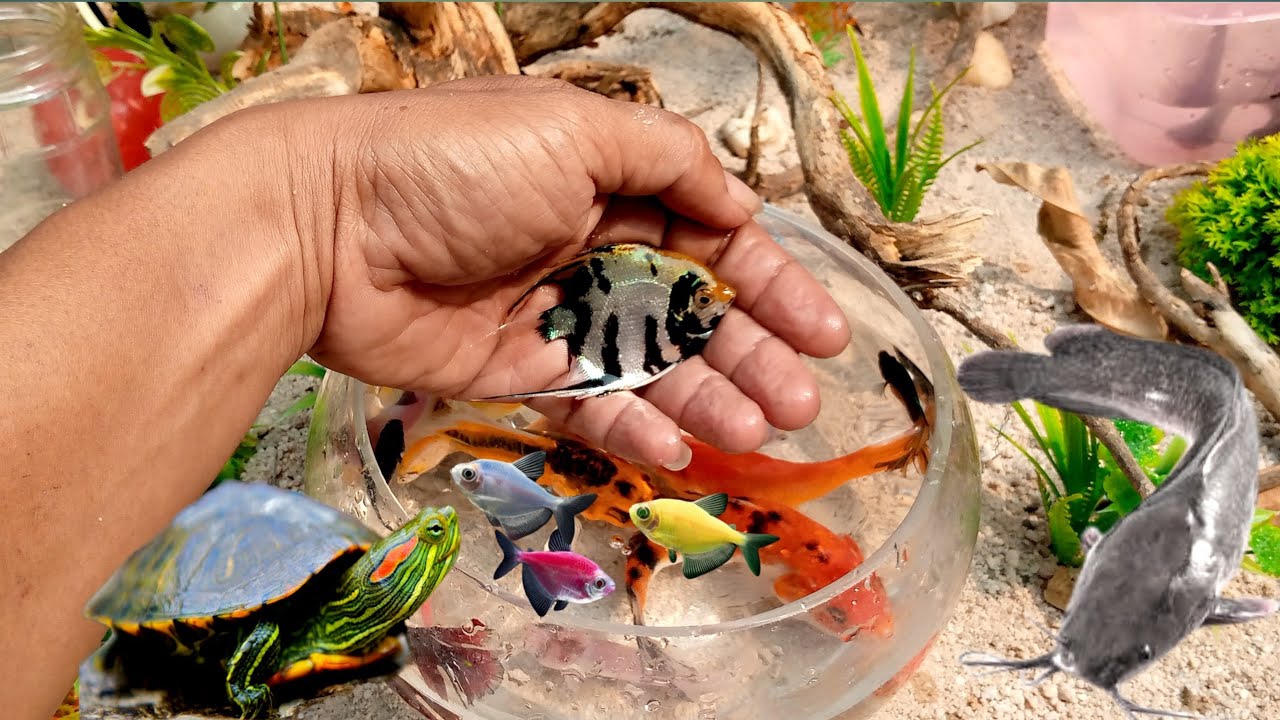 Unboxing Ikan Lele, Cupang, Koki, Channa, Guppy, Koi, Memphis, Hias ...