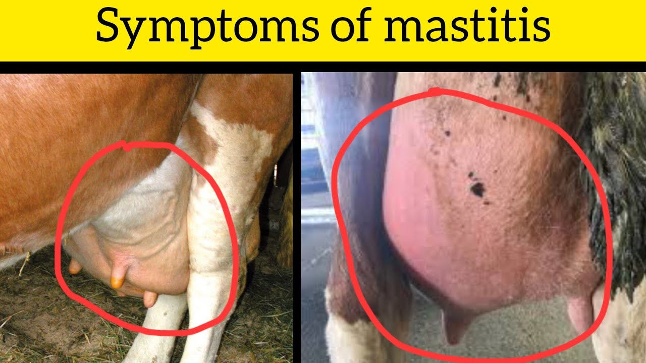 symptoms of mastitis in cows ll Stage of Mastitis ll mastitis ll VET ...