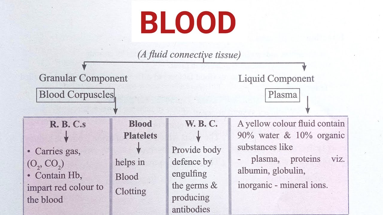 Basic Concept About Blood | Human Blood | Biology class 10 - YouTube