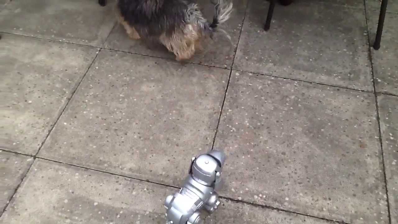 Dog vs robot dog which is better? - YouTube
