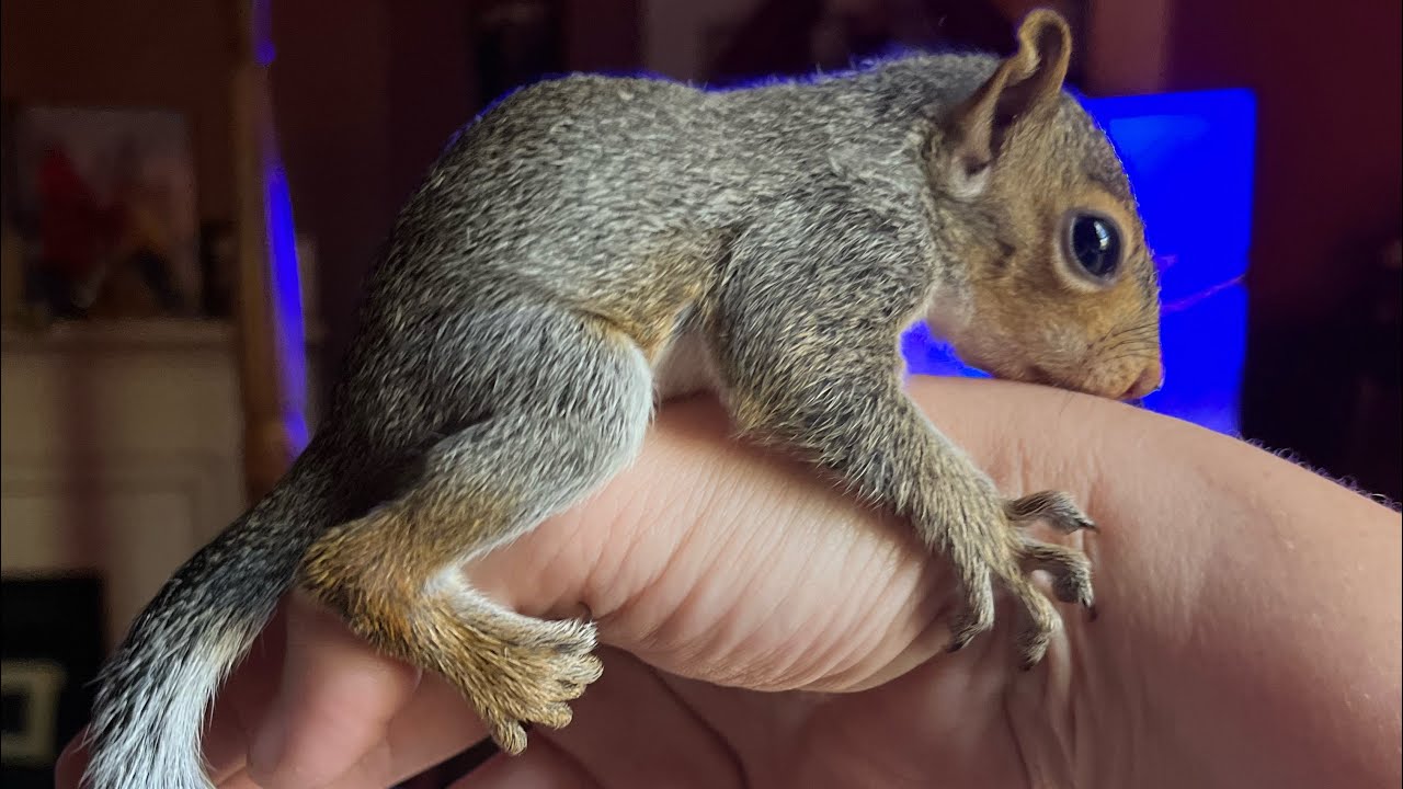 Raising A Baby Grey Squirrel - YouTube
