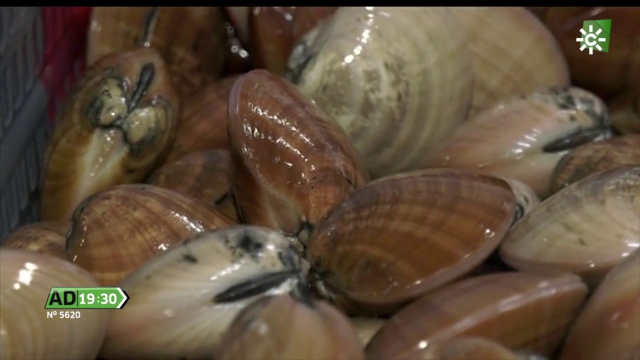 Cómo es el proceso de depuración de la concha fina de Málaga - YouTube