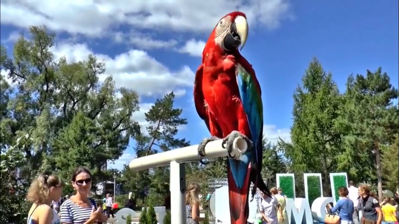 Parrots, also known as psittacines - YouTube