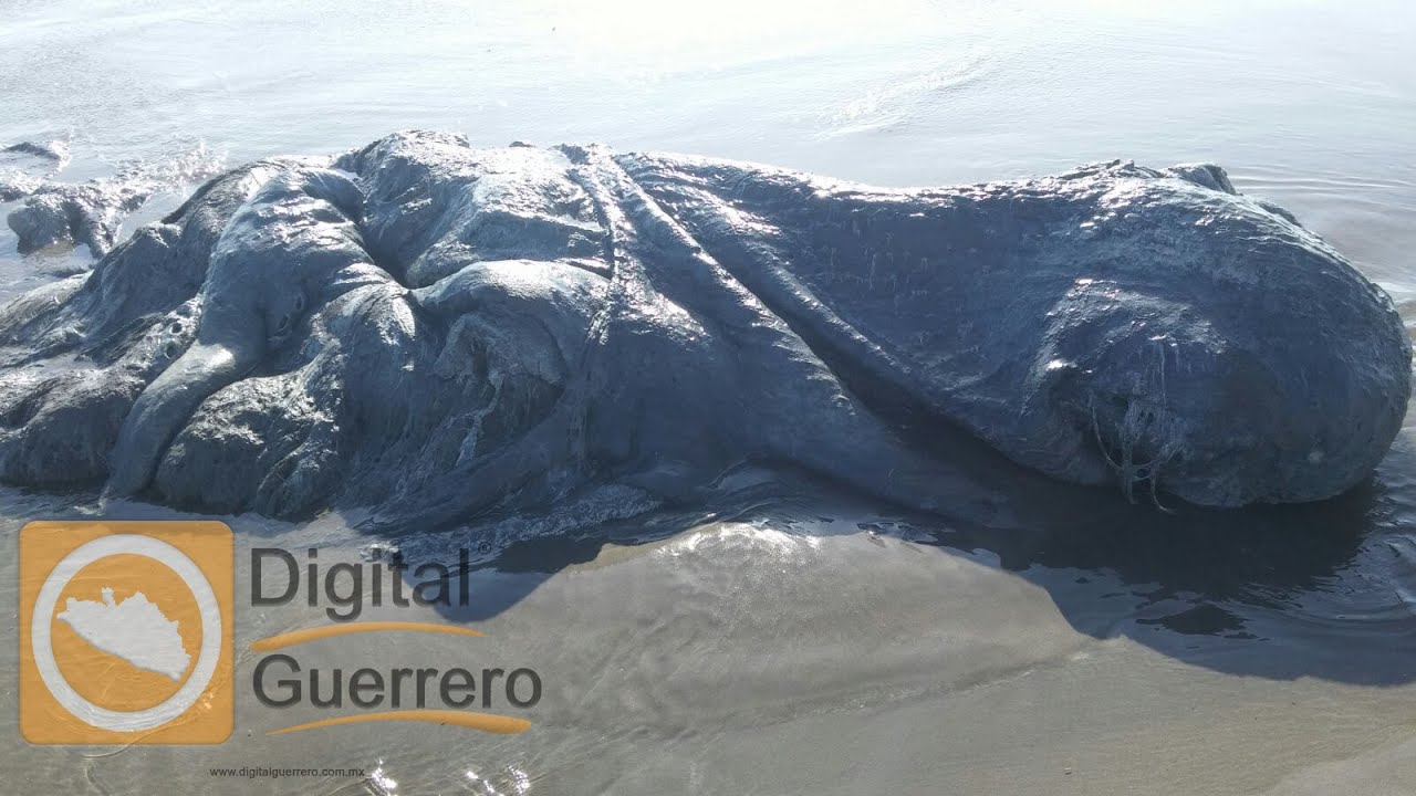 No es un monstruo marino, es el cuerpo de una ballena en playa Bonfil ...