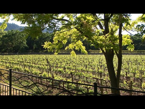 Wine Country- Vineyards in Spring - Relaxing Winery Landscapes - YouTube