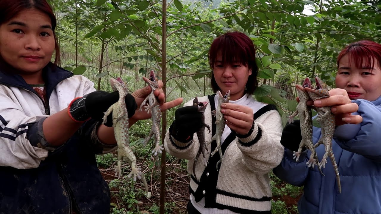 Primitive Technology: Find gecko and lizard in forest - Cooking gecko ...