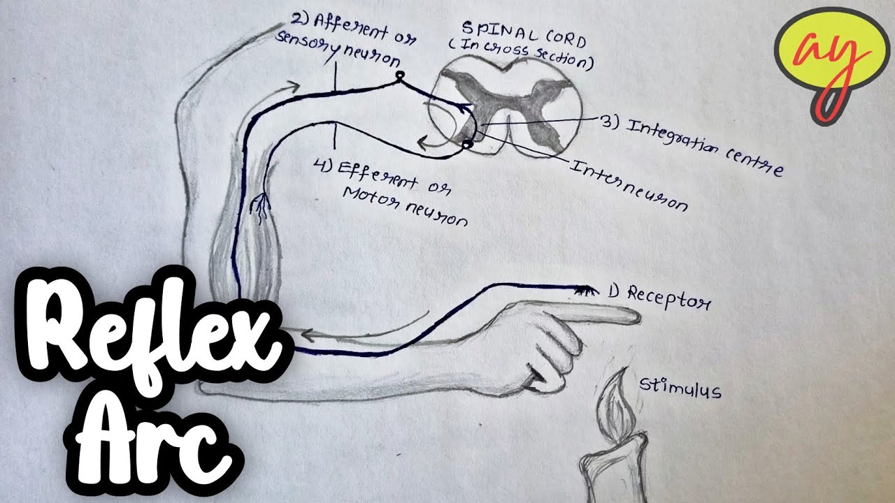 Reflex Arc Labelled Diagram Drawing By Abhishek Yadav - YouTube