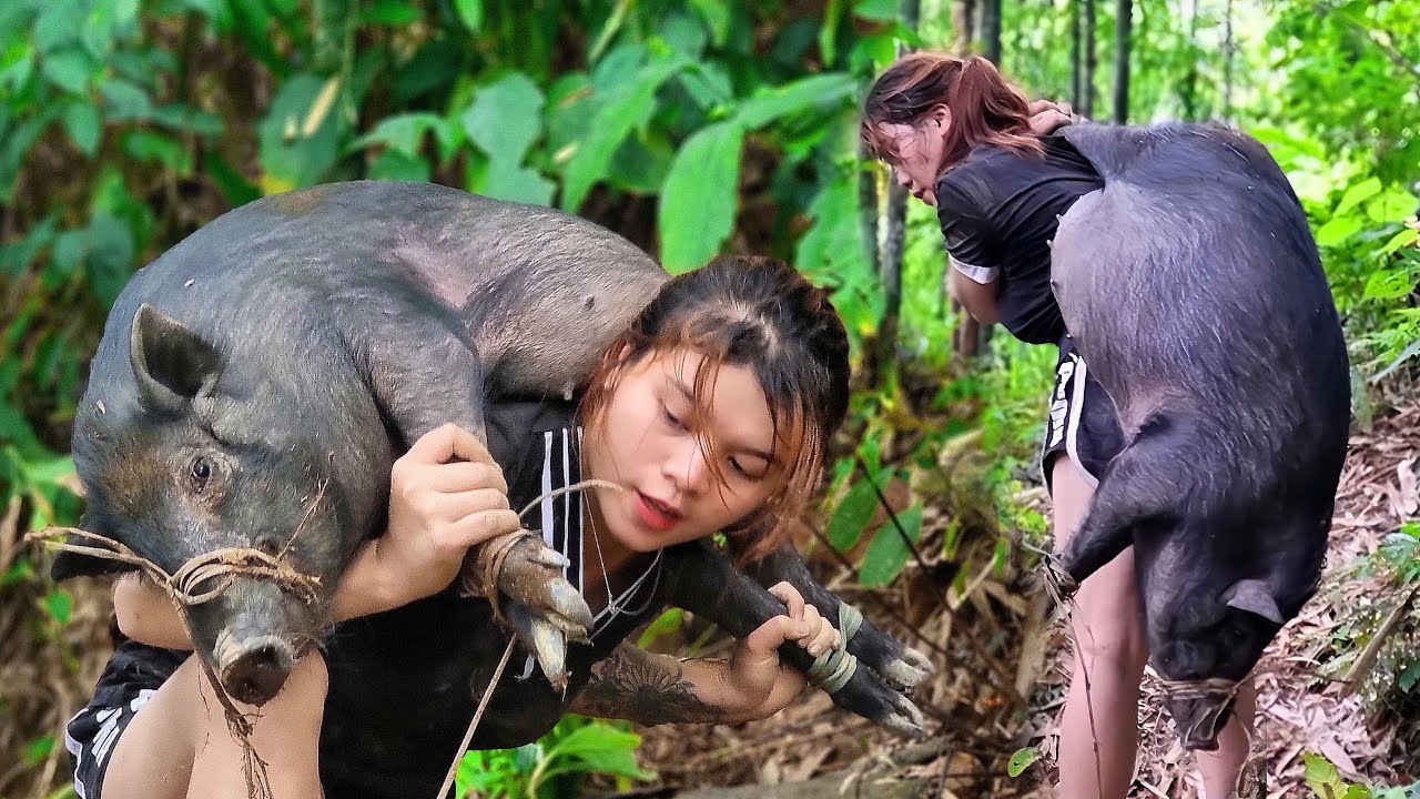 Hunt down and successfully capture the wild boar monster - The strength ...