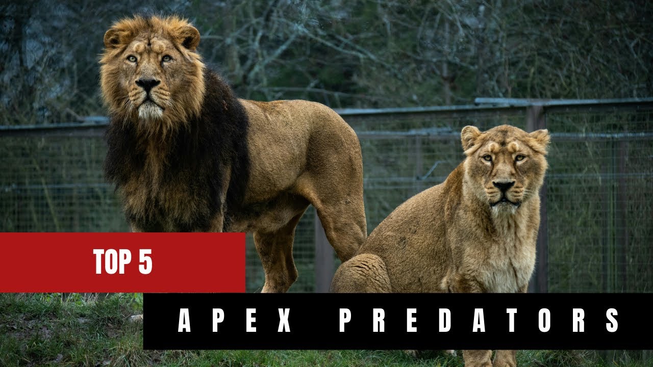 Unveiling the World's Top 5 Apex Predators - YouTube