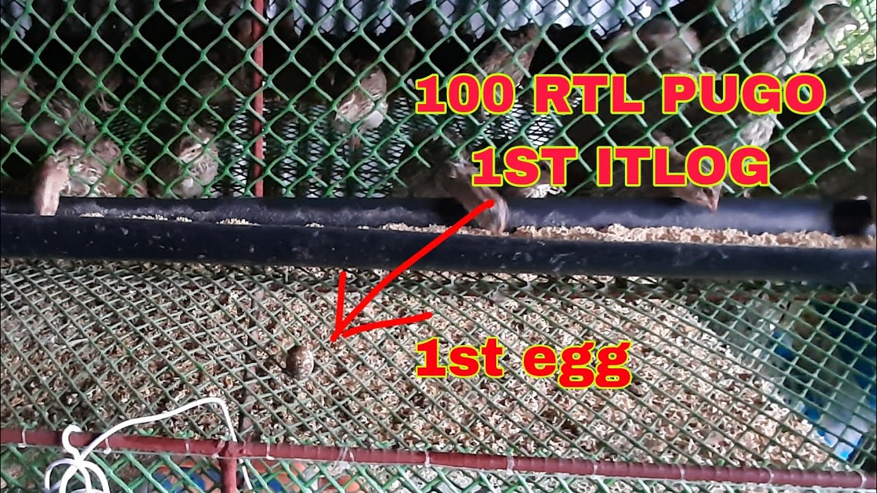 1st eggs my RTL 14days simula nang dimating nag itlog na | Quail ...