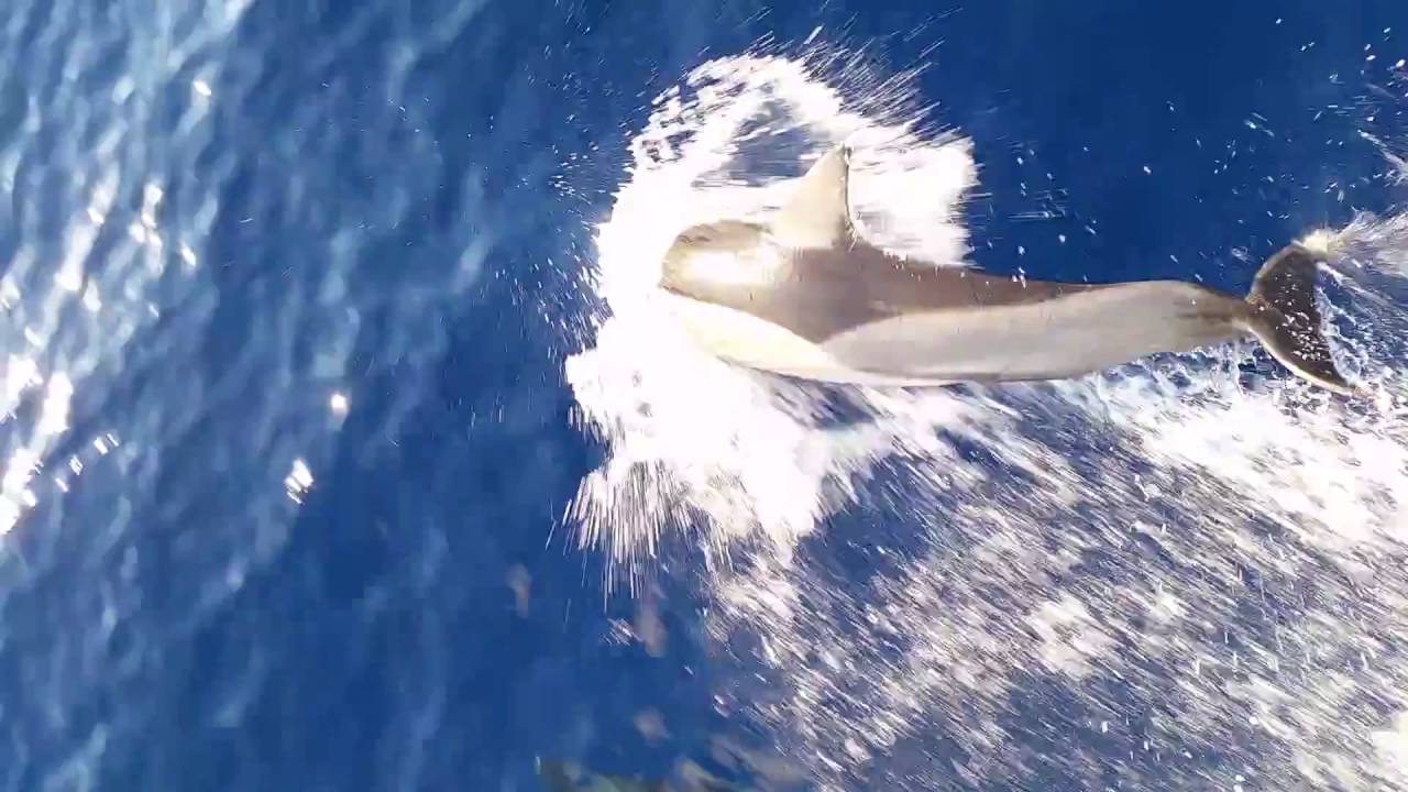 Δελφίνια στο Αιγαίο (Αλόνησος) [HD] - Dolphins in Greek Seas - YouTube