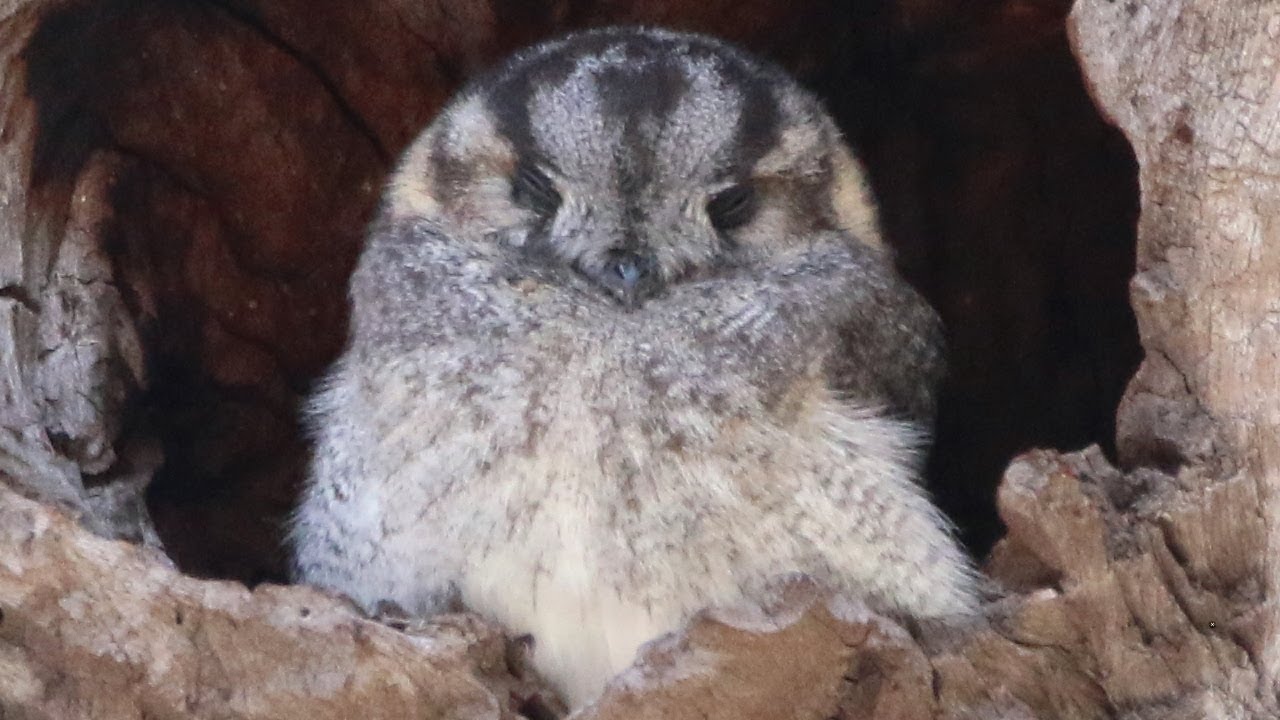 Sleepy Hollow – Adorable Owlet-nightjar in the Capertee Valley - YouTube
