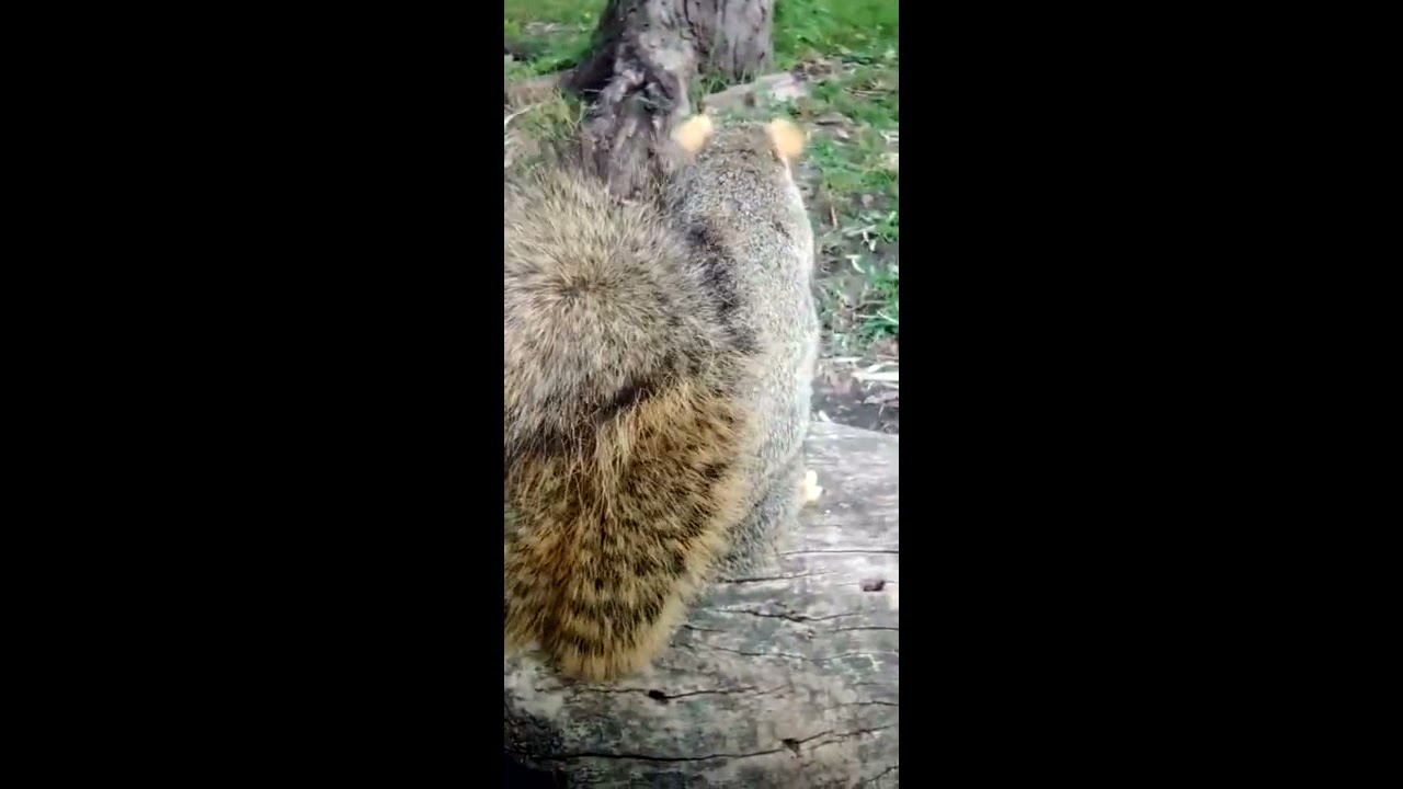 Fun 'n Hair-raising when #1 Alpha Squirrel gets very close. 111621 ...