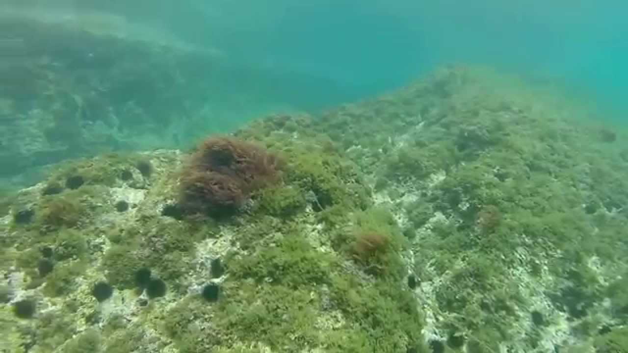Sea urchin overgrazing - YouTube