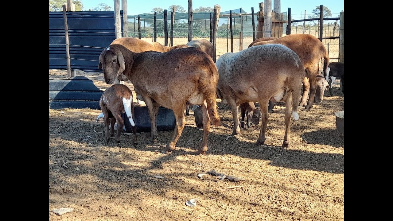 How We Manage Ewes & Lambs in a Kraal System | Meatmaster Lambing ...