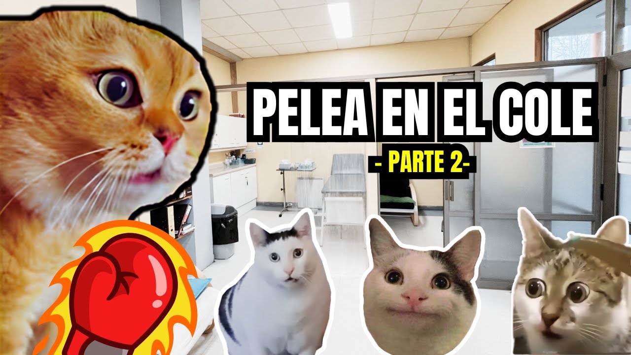 PELEA EN EL COLE, parte 2 (meme de gatos) - YouTube