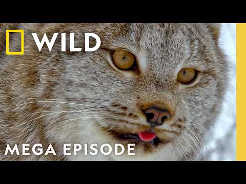 Celebrate the Beauty of America's National Parks | MEGA Episode | Nat Geo Animals