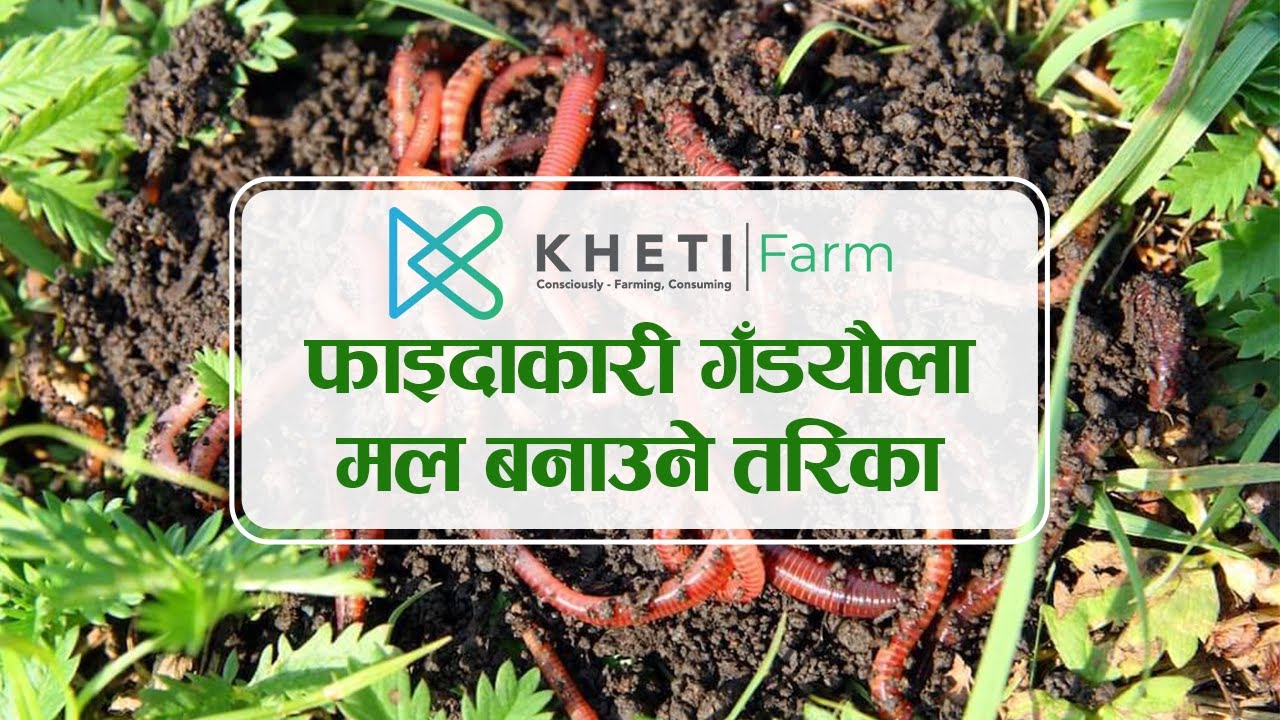 फाइदाकारी गँडयाैला मल बनाउने तरिका | Kheti Farm | DV Excellus | - YouTube