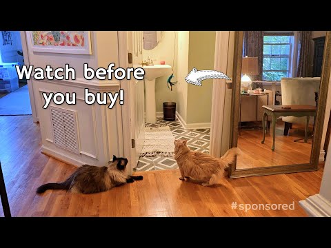 Interactive Hanging Cat Toy for Indoor Cats by Feelneedy Demo