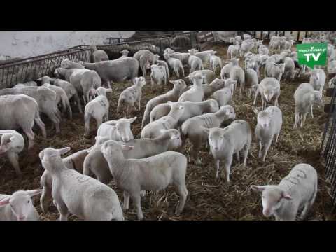 Wykoty owiec w owczarni w Brylewie - YouTube