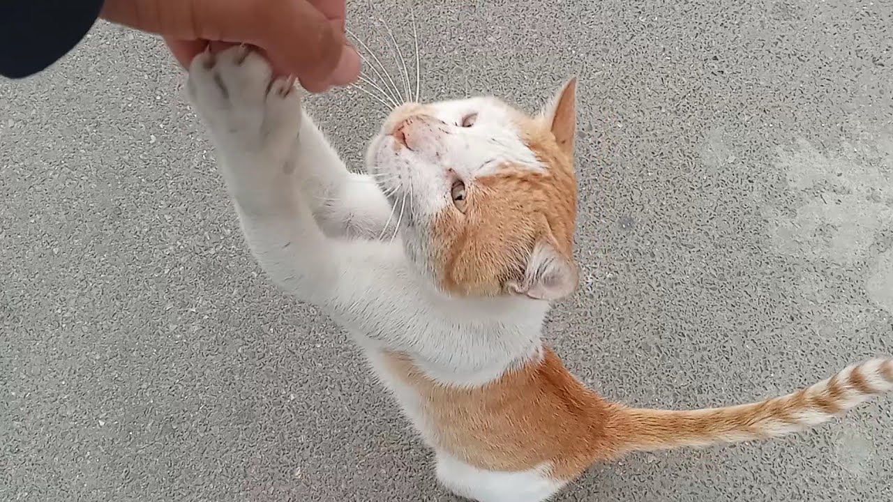 The stray cat holds my hand with its paw and asks for food from me ...