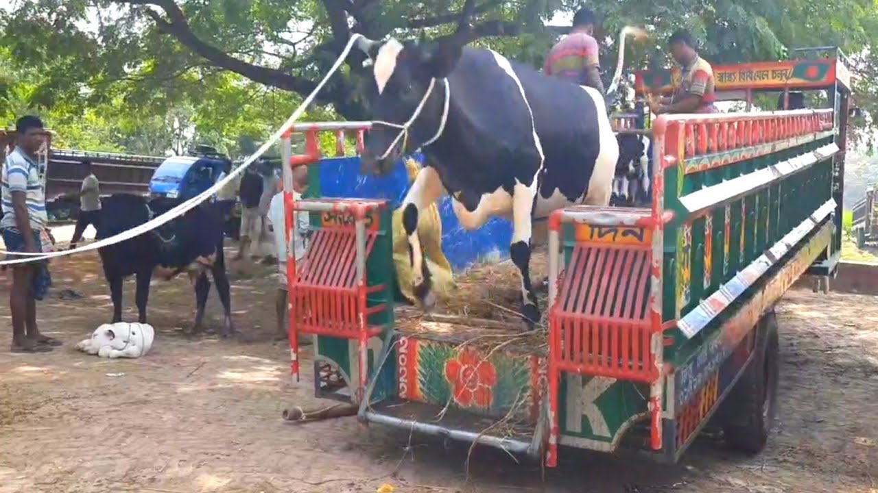Cow unloading at very popular village milk cow market | Cow unloading ...