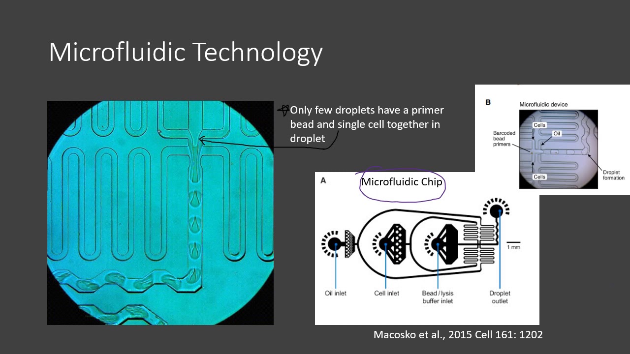 Drop-seq Video Aranya Nagar - YouTube