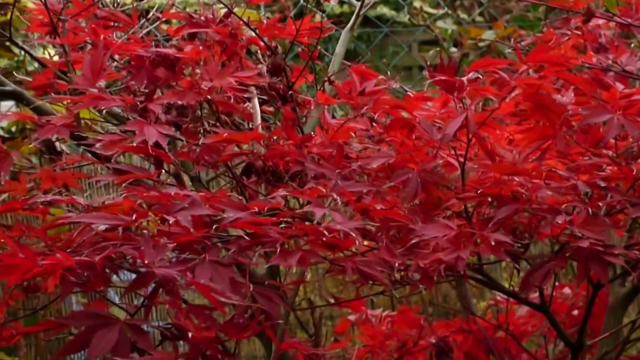 les couleurs de l'érable en Novembre - YouTube