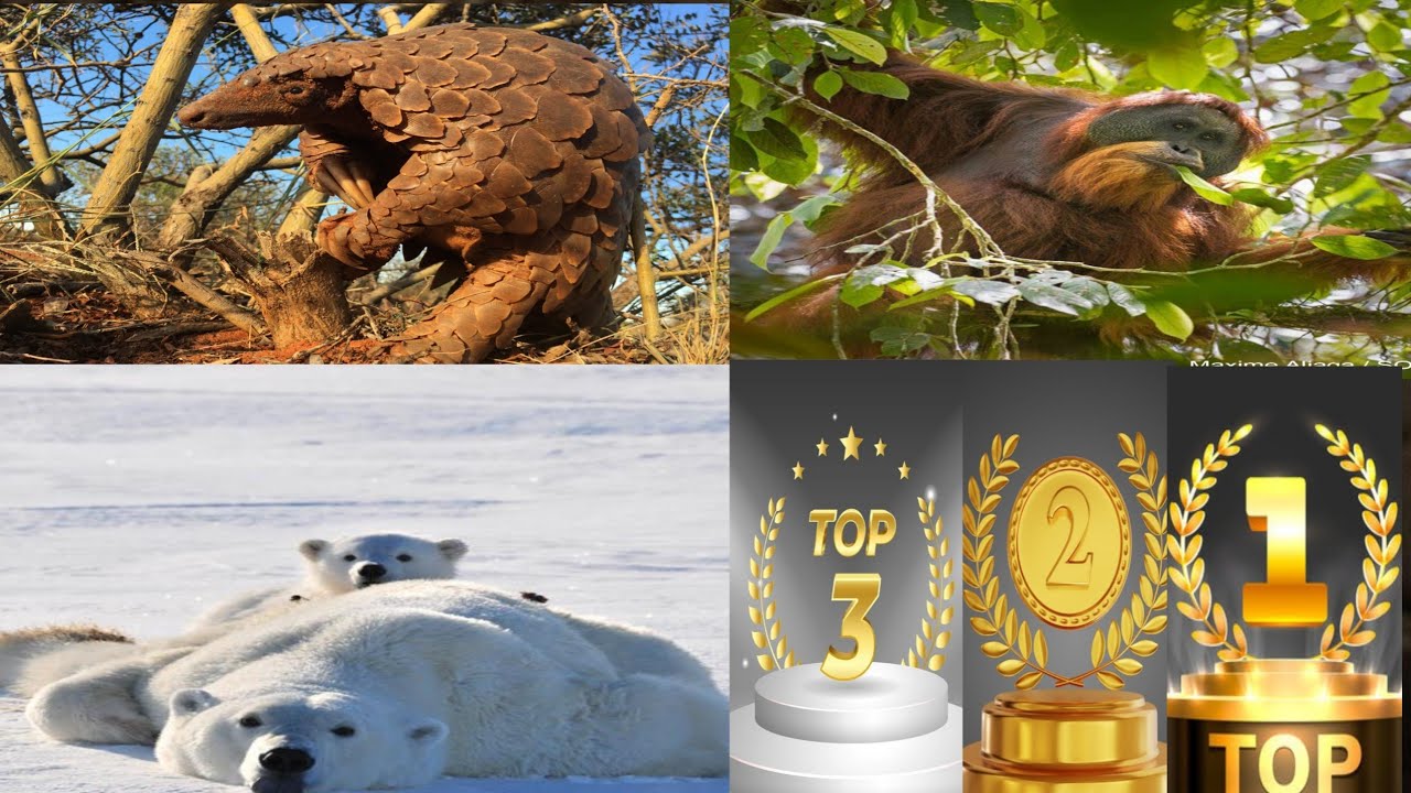 #top 3 extend animal ,#extend animal , #rarest animal, #future extended ...