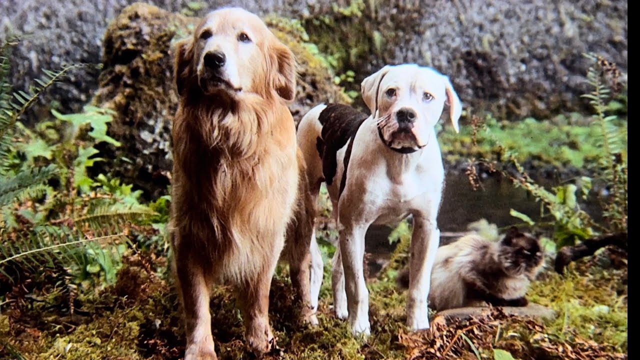Homeward Bound Found Lost Dogs and Cat save the Girl - YouTube