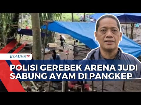 Heboh! Polisi Gerebek Arena Judi Sabung Ayam di Pangkep, Pelaku Lari Kocar-Kacir| BERITA UTAMA