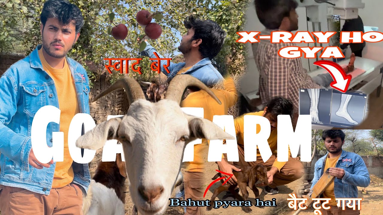 Goat Farm Vlog || Cricket fun & Hospital x-ray trip | Nuh Mewat # ...