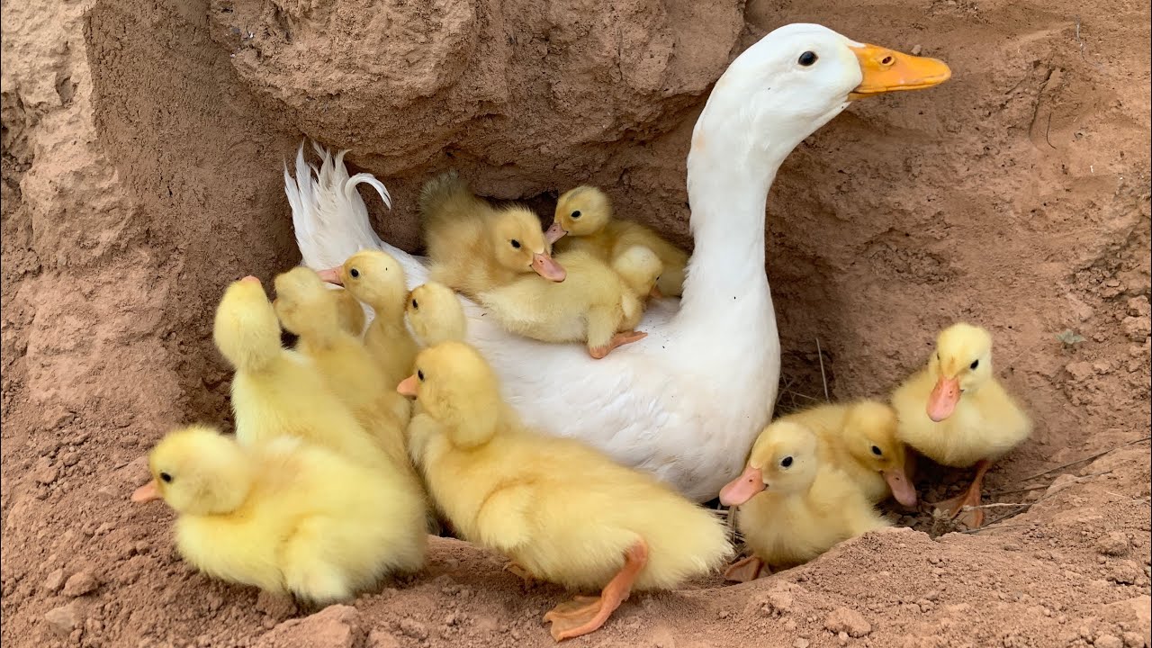 Amazing Pekin 51 Yellow and Black Duckling Hatching From Eggs _ Cute ...