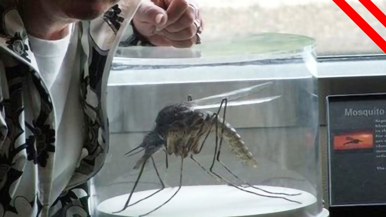 Animals With Incredible Survival Adaptations - YouTube