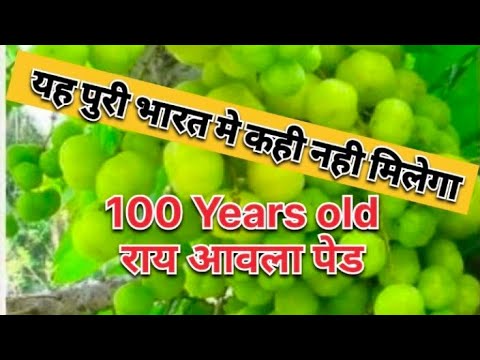 Ray Awala ! 100 years old Desi आवला पेड ! हमारे 100years पुराने घरमे ...