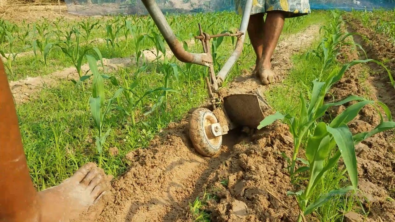 Tilling corn using handmade tiller/ពូនគល់ពោតដោយប្រើនាង្គ័លច្នៃ - YouTube