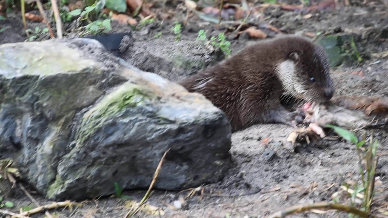 Otters MOVIE 0120 - YouTube