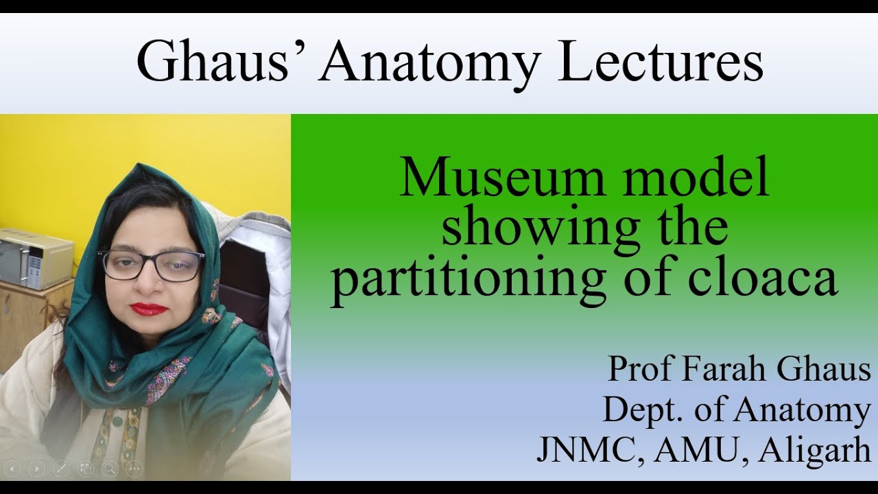 Model to explain the partitioning of cloaca into primitive urogenital ...