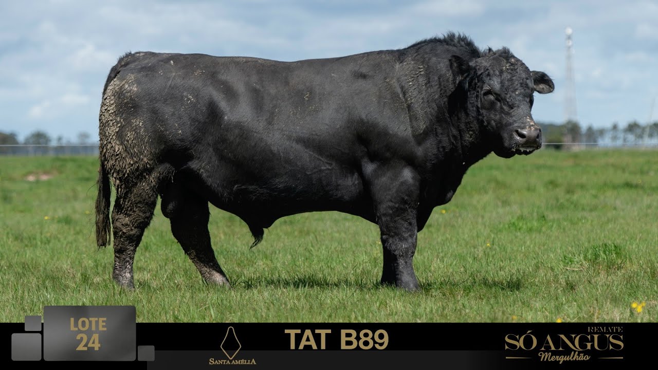 LOTE 24 - TAT B89 - SANTA AMÉLIA - SVP - YouTube