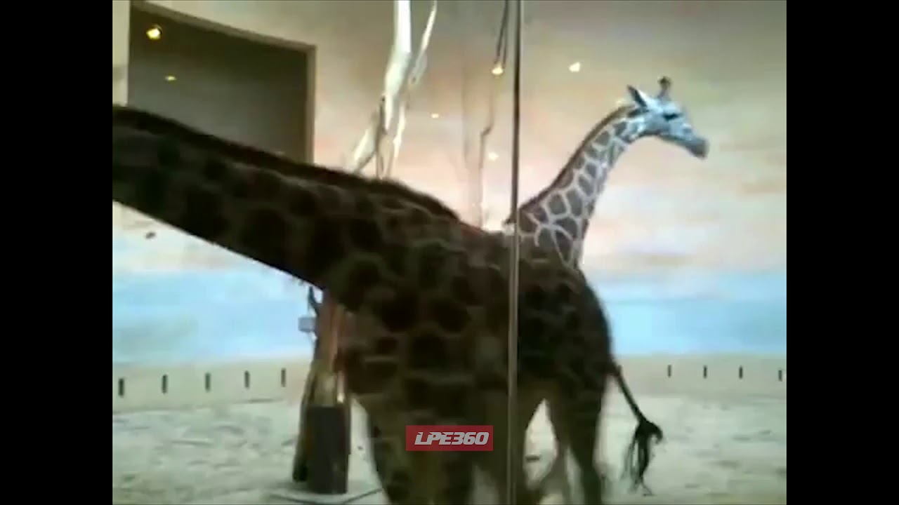 Giraffe fall _4932_ - YouTube