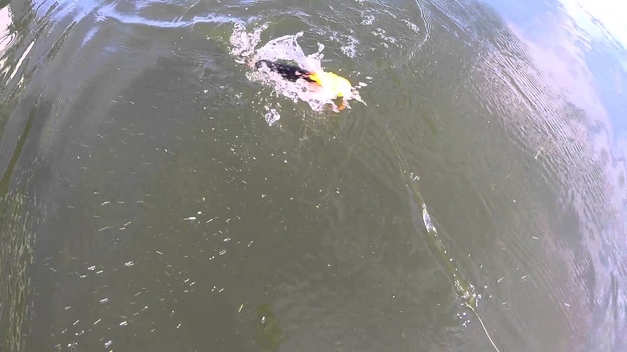 Lee Lures Custom Baits Fish Stick surface bait demo - YouTube