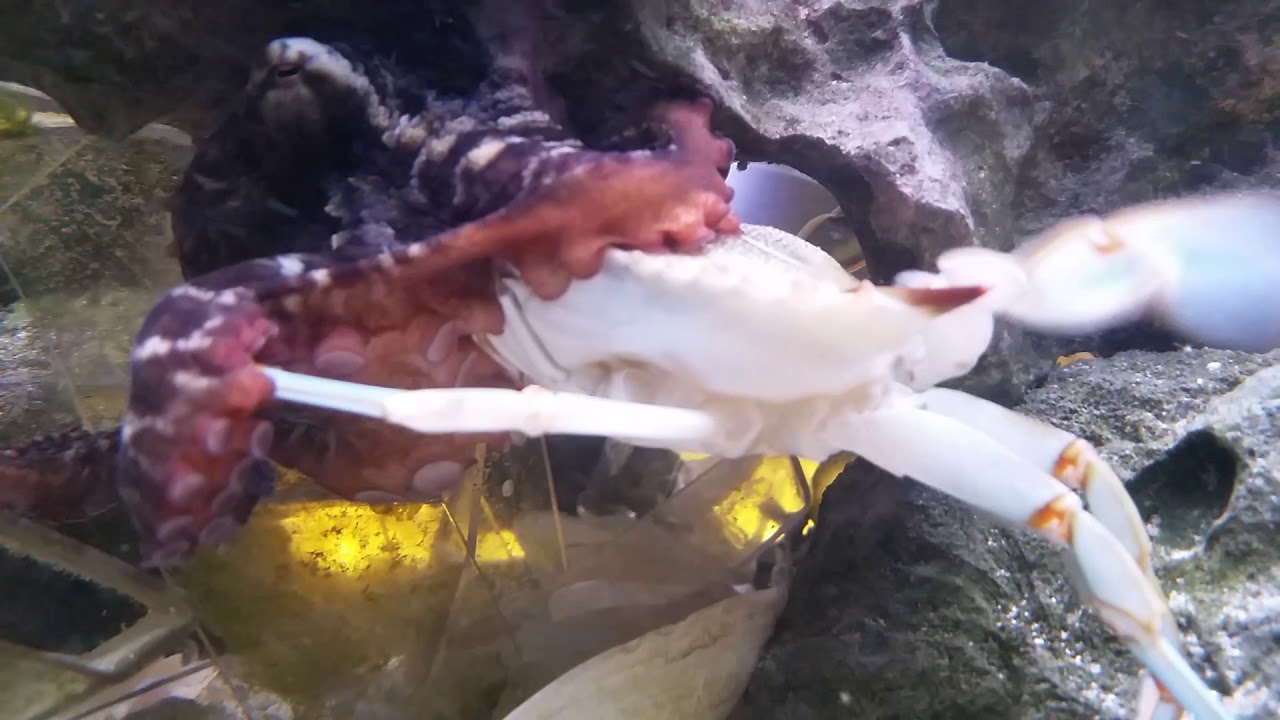 Octopus kills Huge Blue Crab - YouTube