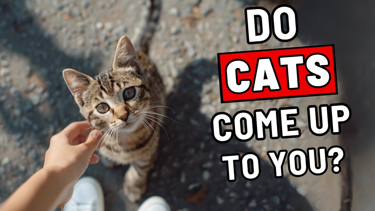 Do Random Cats Come Up to You? Here Is What It Means - YouTube