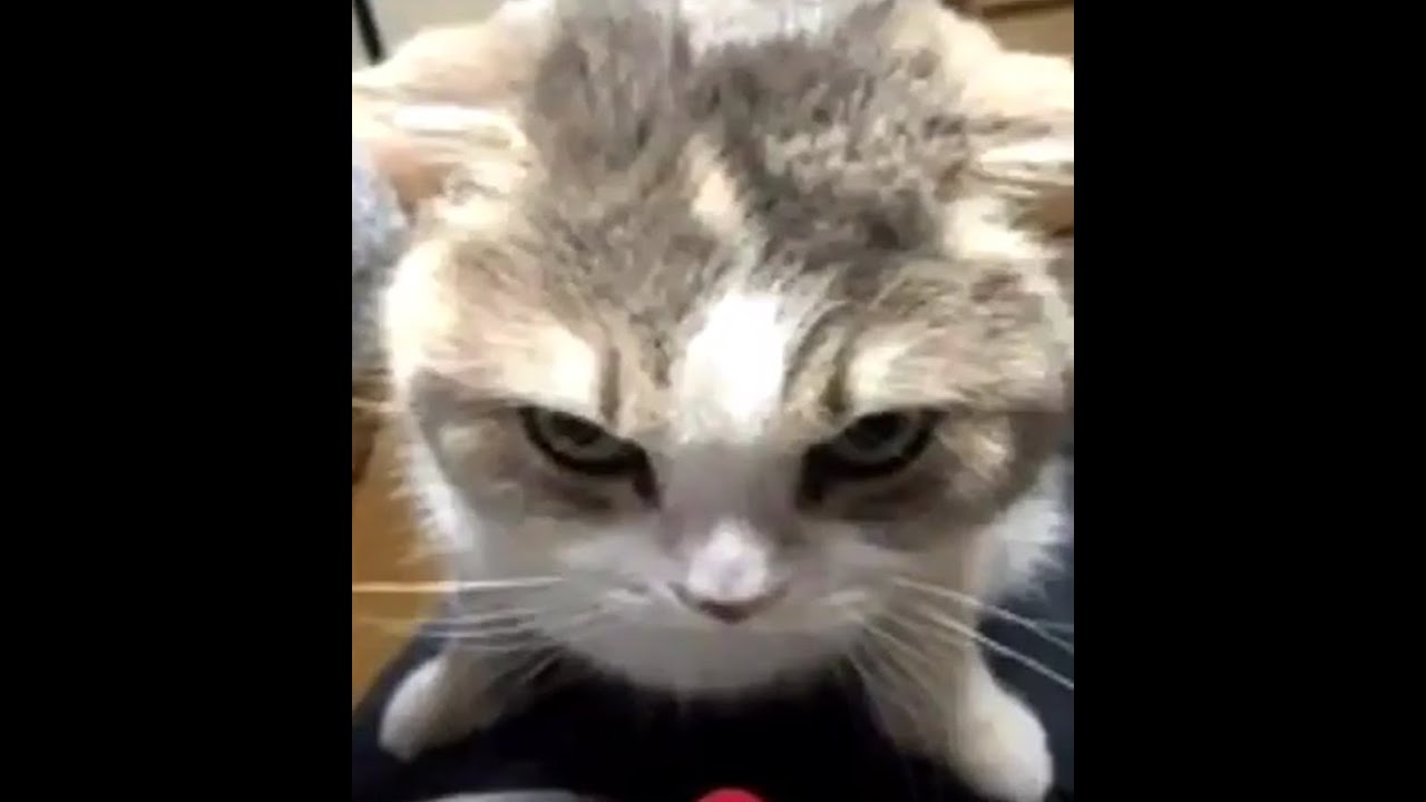 catcore custom duels - YouTube